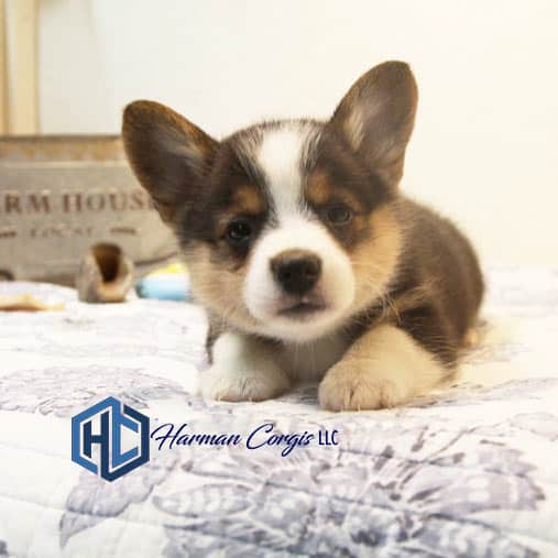 Frequently Asked Questions - Corgis I Texas Corgi Breeder I Harman Corgis