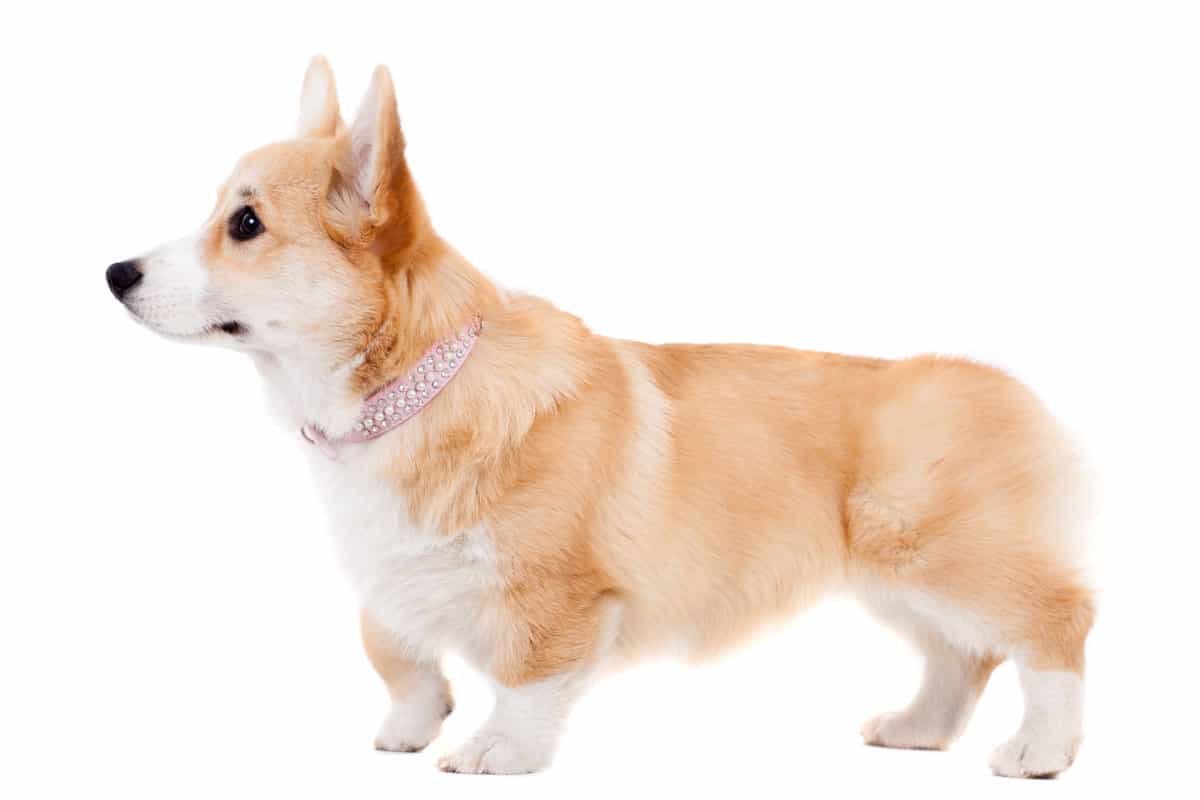 Pembrokes, Cardigans and Mixed Corgis - Corgis I Texas Corgi Breeder I ...