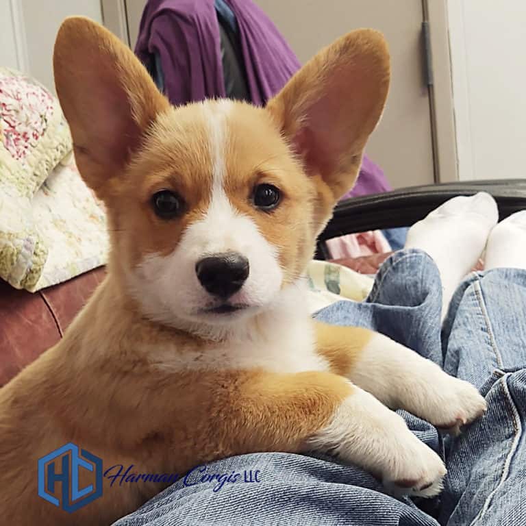 Pricing - Corgis I Texas Corgi Breeder I Harman Corgis