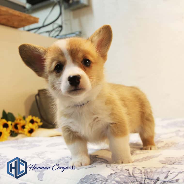Frequently Asked Questions - Corgis I Texas Corgi Breeder I Harman Corgis
