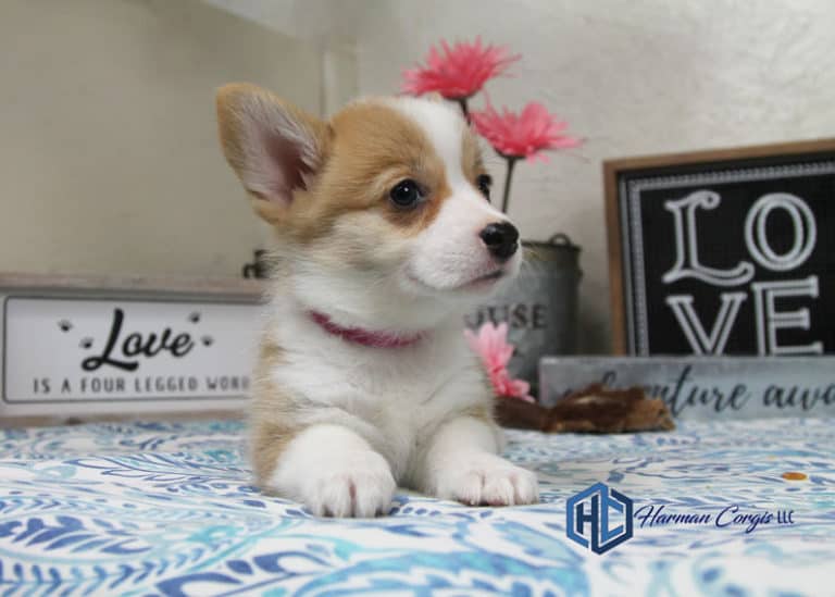 Next Level Puppy Program - Corgis I Texas Corgi Breeder I Harman Corgis
