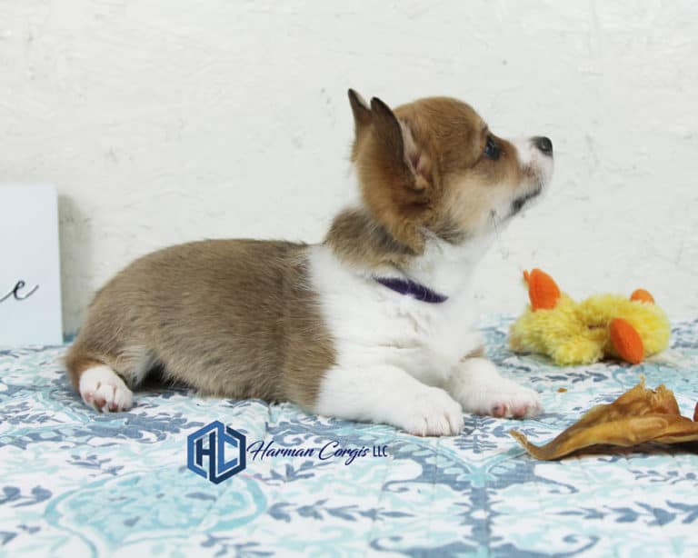 Pricing - Corgis I Texas Corgi Breeder I Harman Corgis