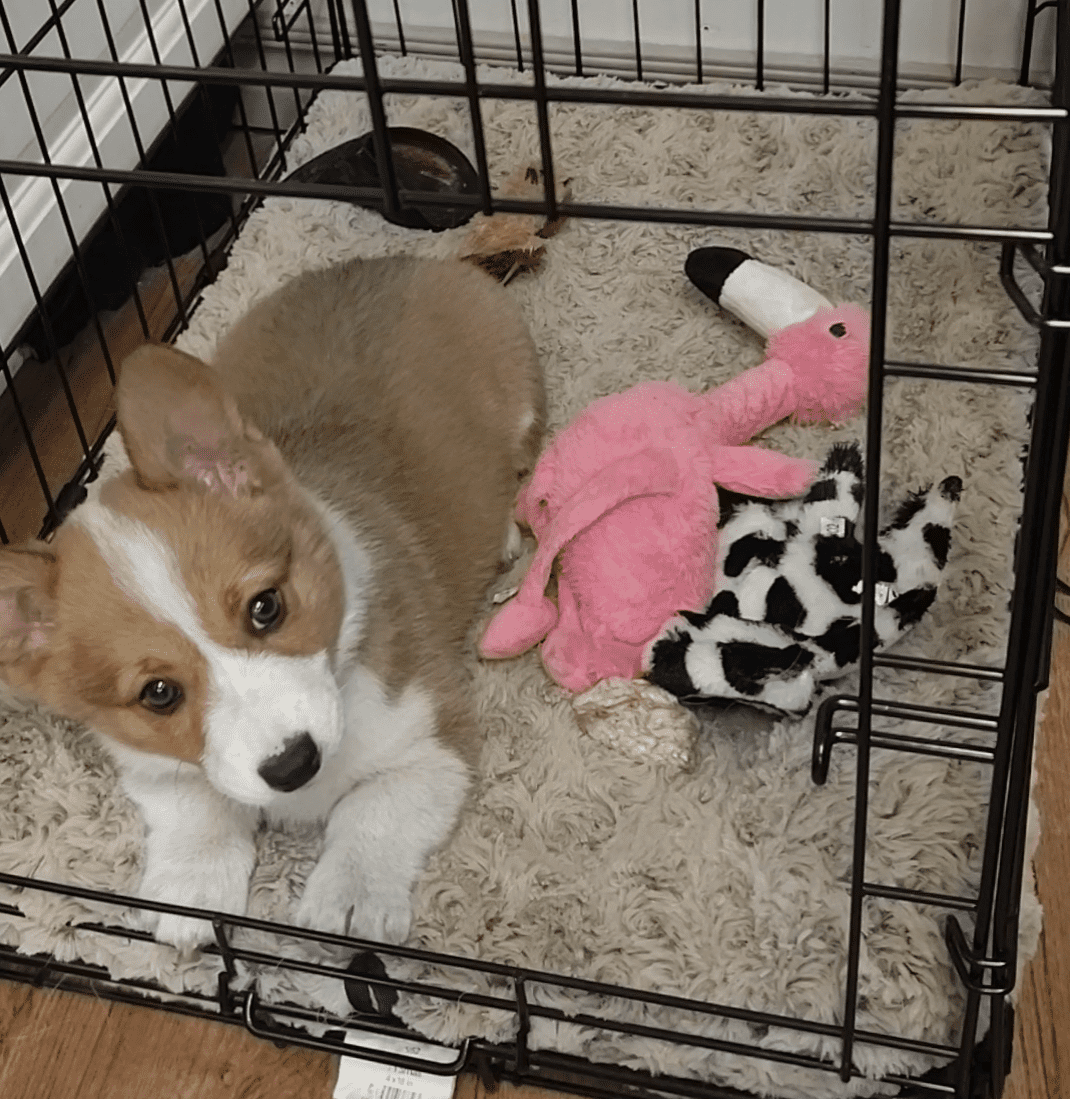 Crate & Potty Training Your Pup - Corgis I Texas Corgi Breeder I Harman ...