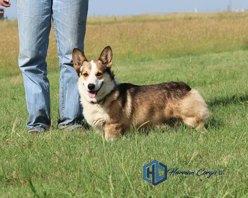 Litter Page: 2025 Phoebe & Benson's litter - Corgis I Texas Corgi ...