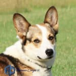Harman Corgis - Corgis I Texas Corgi Breeder I Harman Corgis