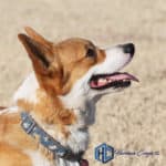Harman Corgis - Corgis I Texas Corgi Breeder I Harman Corgis