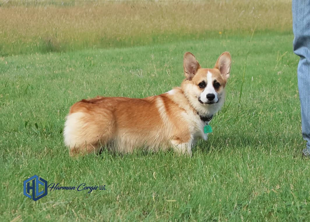 Litter Page: 2025 Zoe & Fredrick's litter - Corgis I Texas Corgi ...