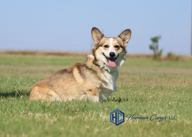 Litter Page: 2025 Zoe & Fredrick's litter - Corgis I Texas Corgi ...