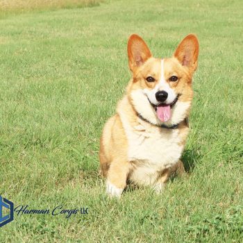 Litter Page: Belle & Spencer 2023 - Corgis I Texas Corgi Breeder I ...
